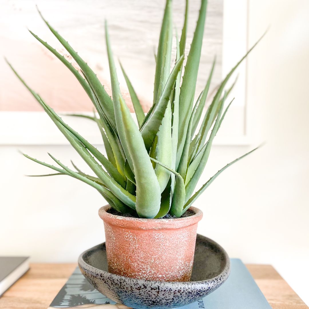 19 Best Indoor Plants For Allergies | Houseplant Alley