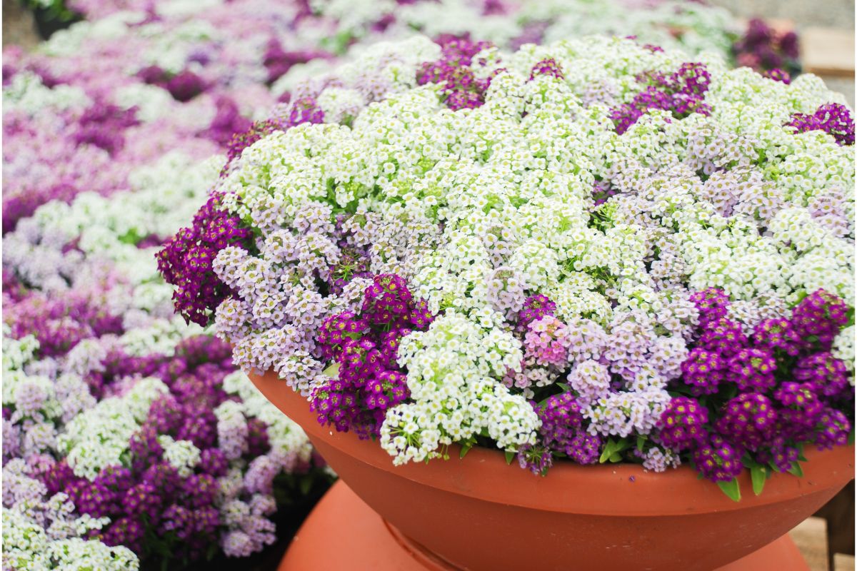 25 Best Trailing Plants For Window Boxes | Houseplant Alley