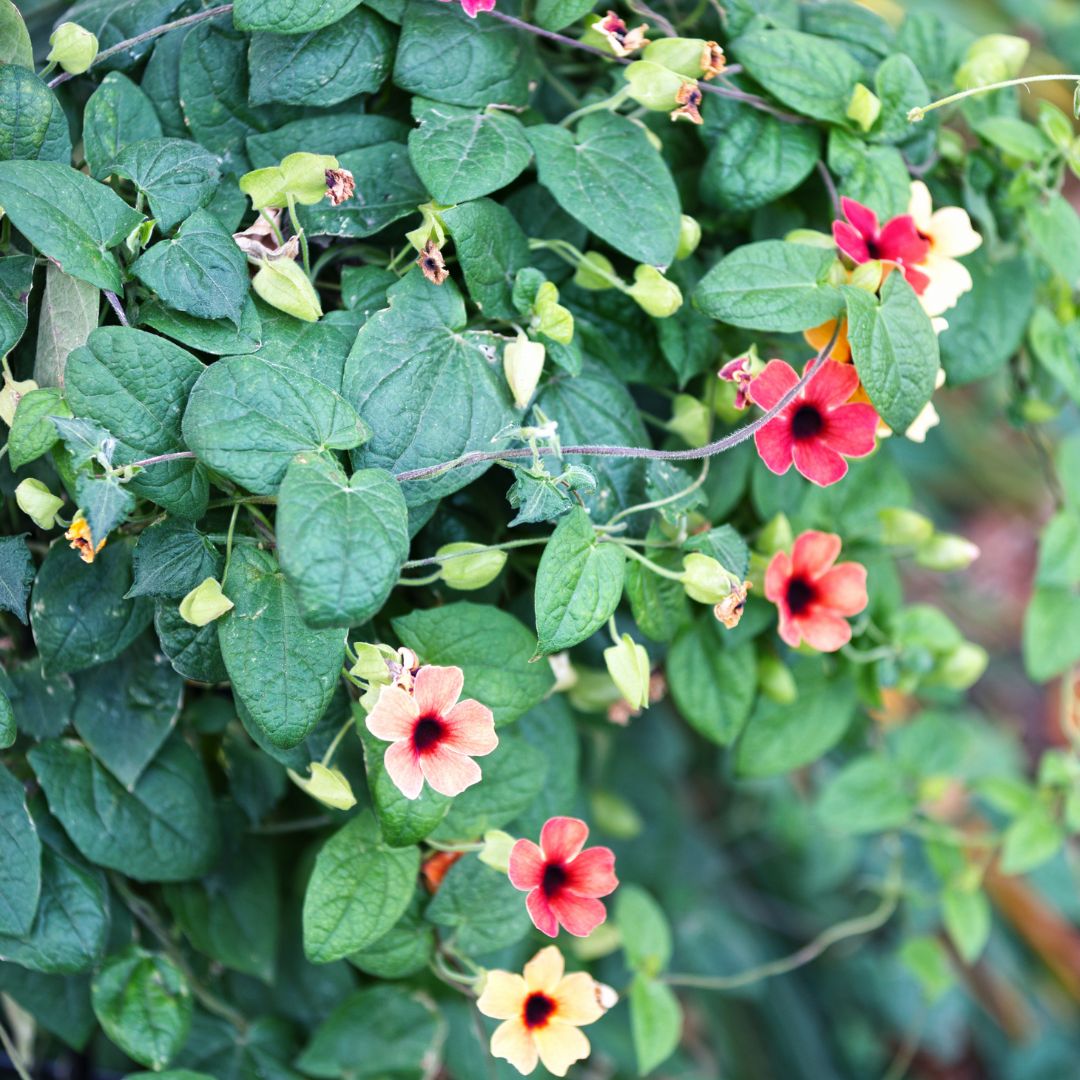 25 Best Trailing Plants For Window Boxes | Houseplant Alley