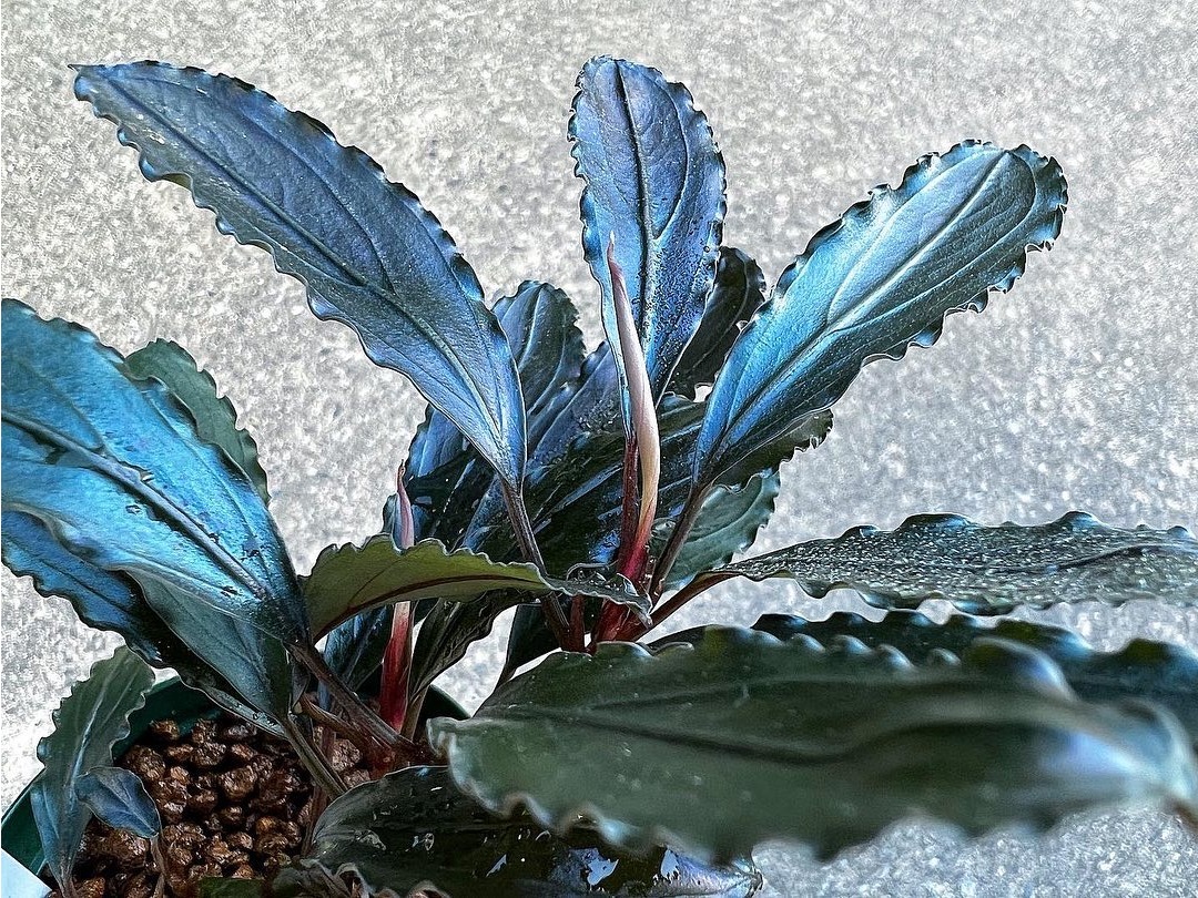 25 Best Live Aquarium Plants For Beginners | Houseplant Alley