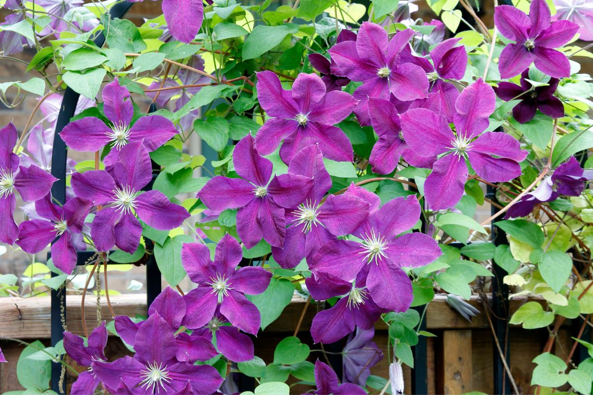25 Best Trailing Plants For Window Boxes | Houseplant Alley