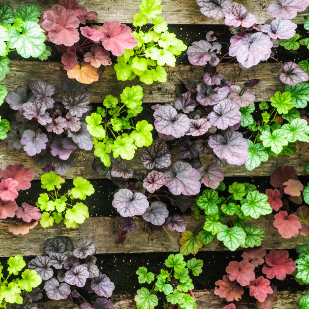25 Best Trailing Plants For Window Boxes | Houseplant Alley
