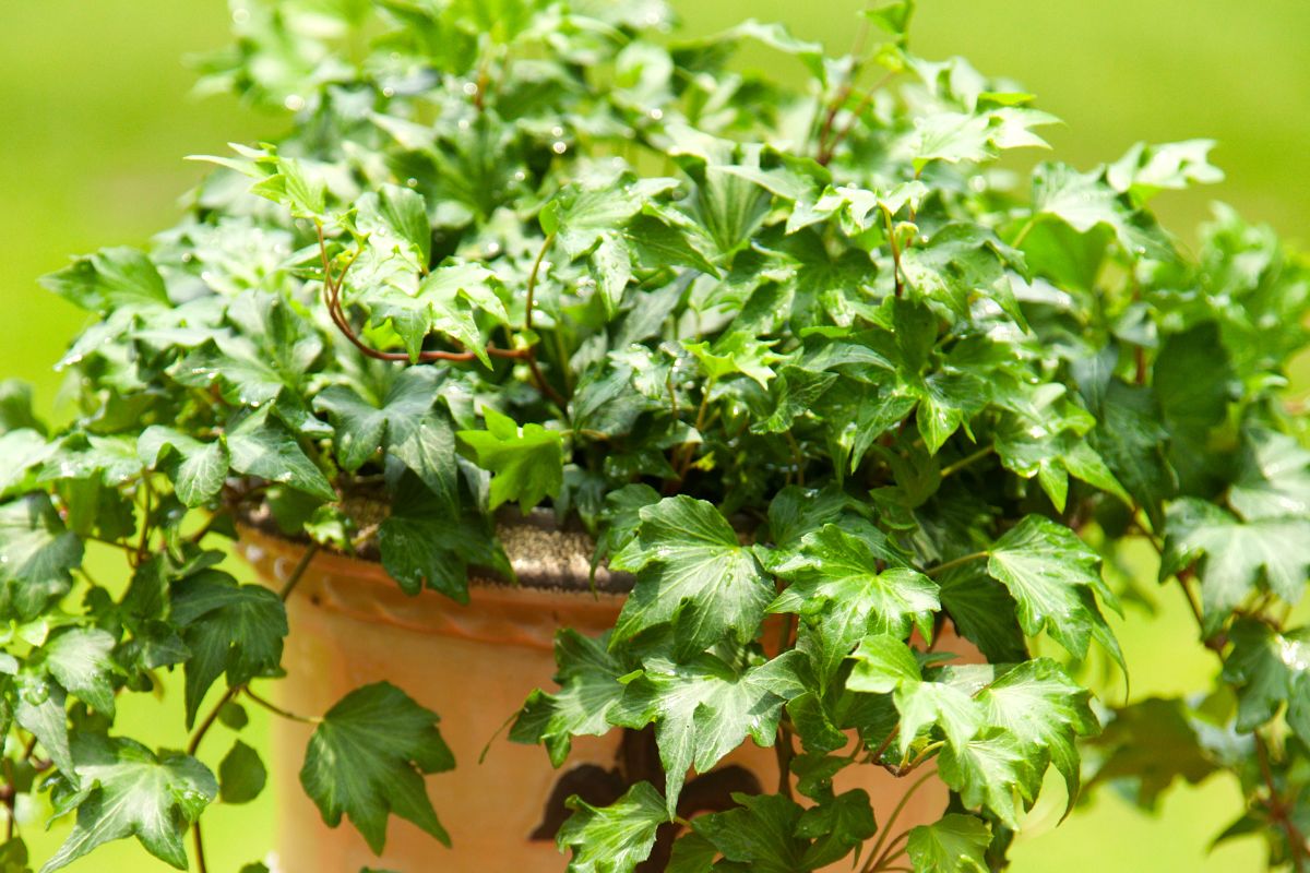 25 Best Trailing Plants For Window Boxes | Houseplant Alley