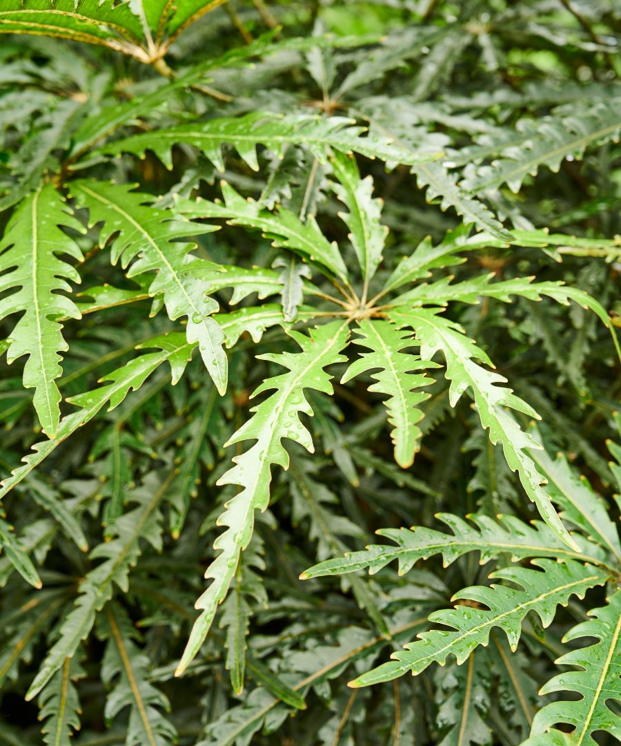 18 Indoor Tree Plants Safe For Cats | Houseplant Alley