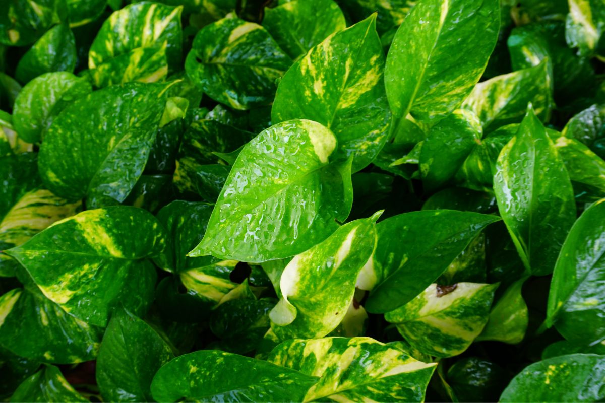 25 Best Live Plants For Reptile Terrarium | Houseplant Alley