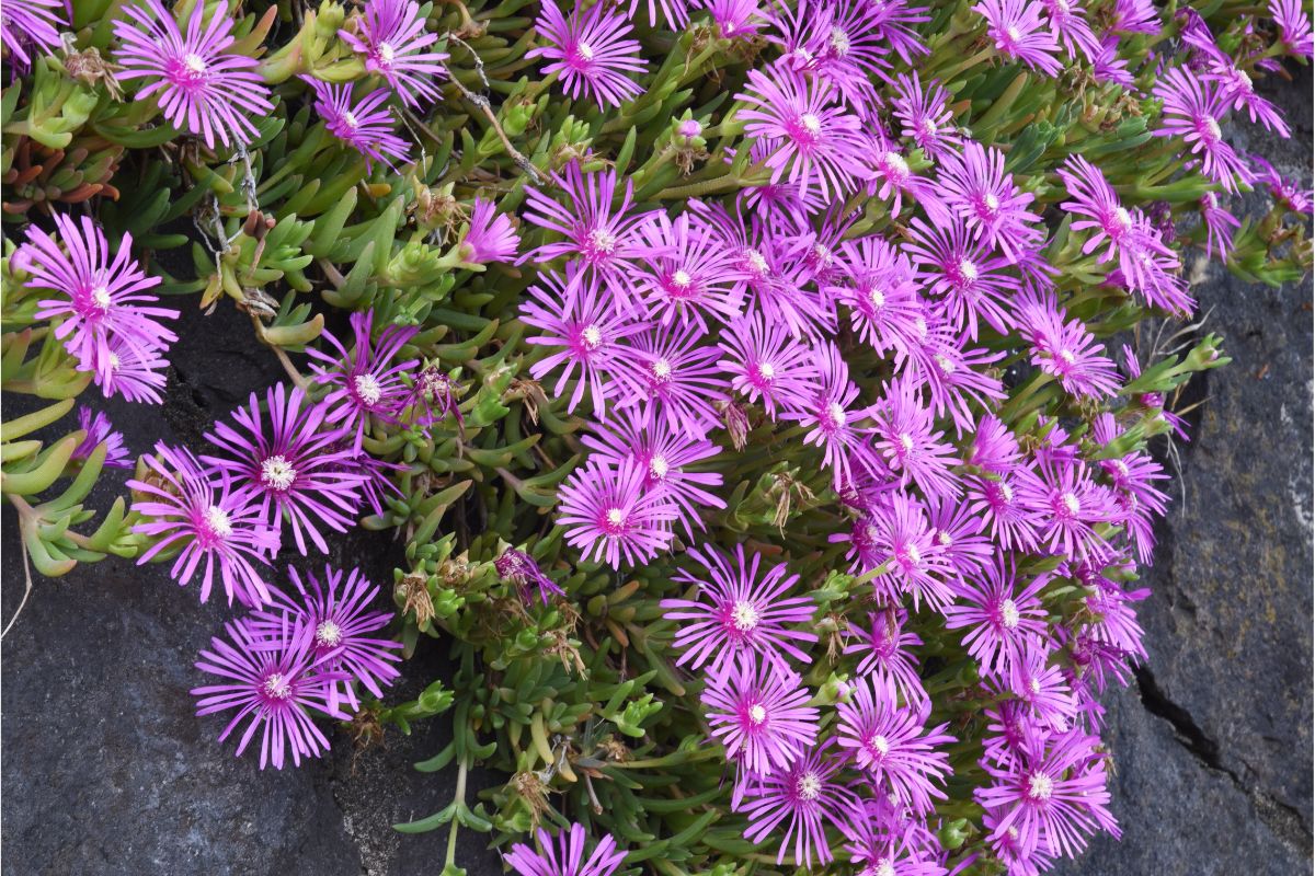 25 Best Trailing Plants For Window Boxes | Houseplant Alley