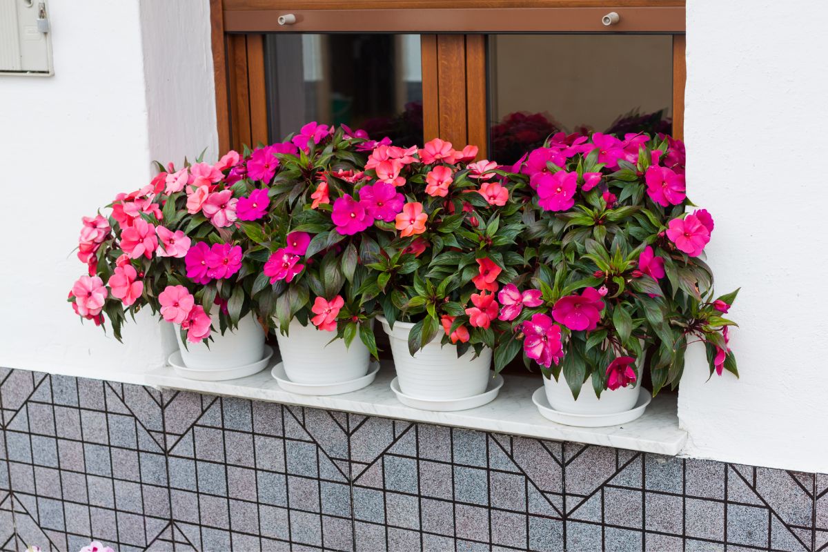 25 Best Trailing Plants For Window Boxes | Houseplant Alley