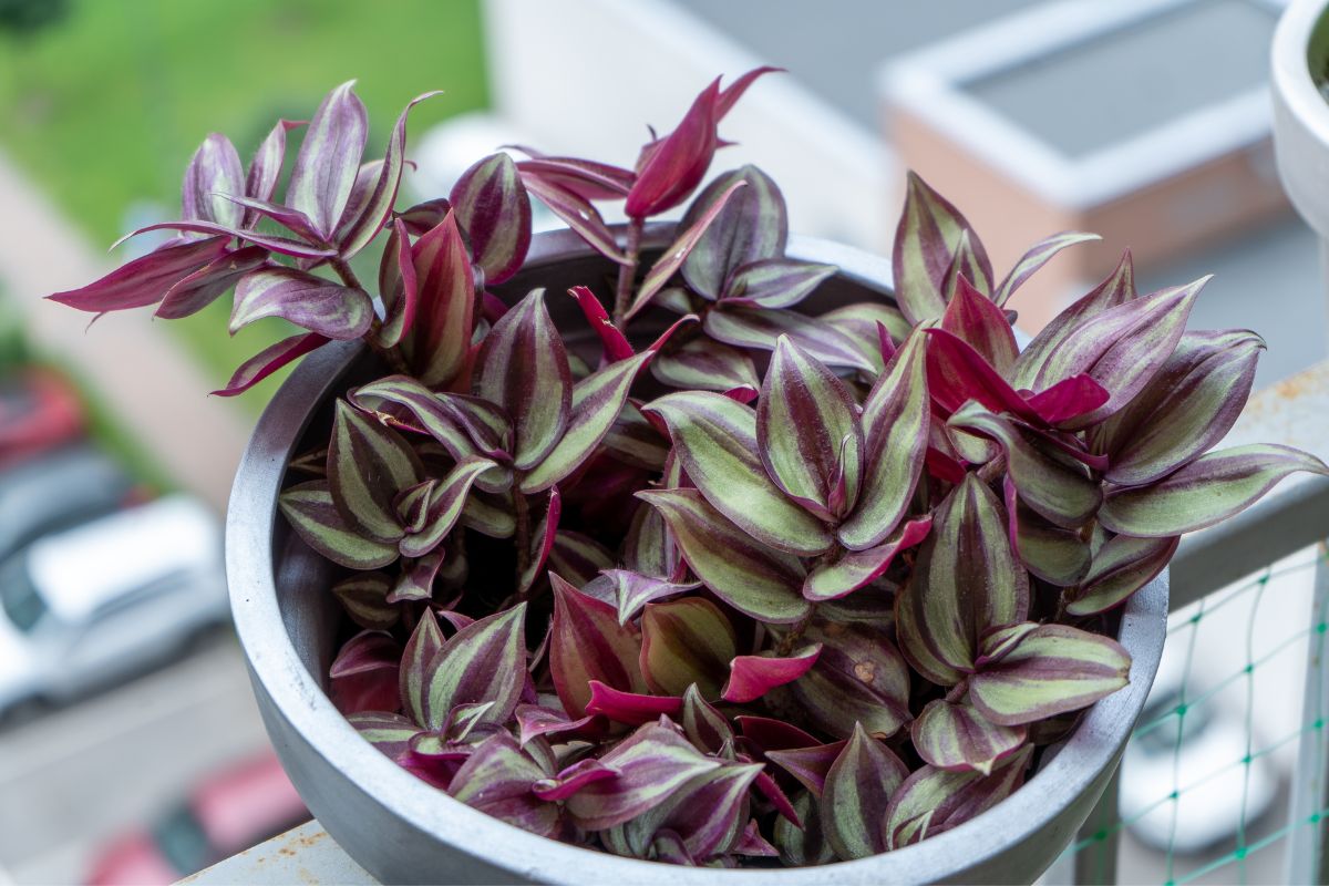 25 Best Live Plants For Reptile Terrarium | Houseplant Alley