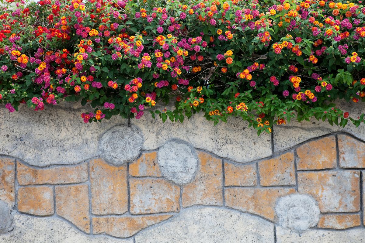 25 Best Trailing Plants For Window Boxes | Houseplant Alley