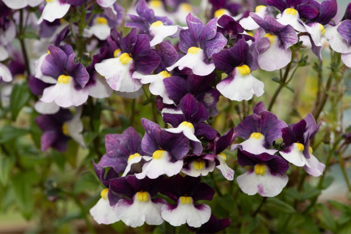 25 Best Trailing Plants For Window Boxes | Houseplant Alley