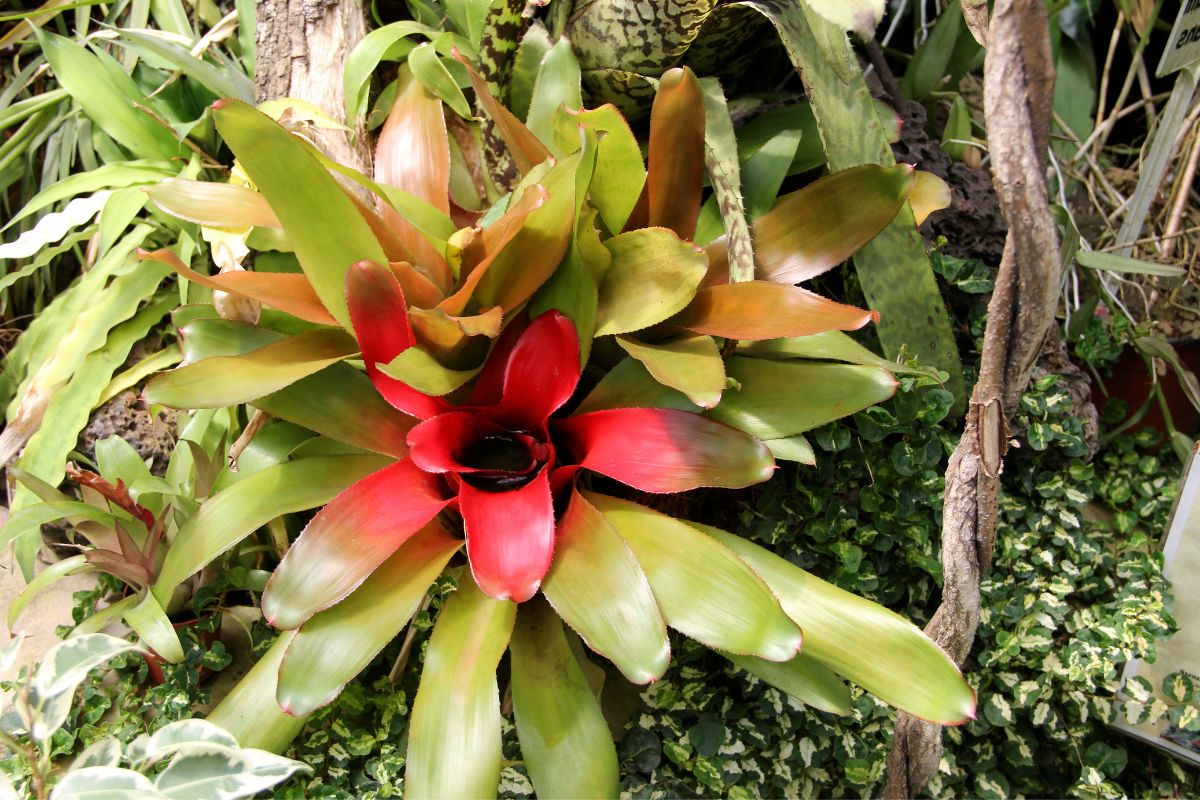 25 Best Live Plants For Reptile Terrarium | Houseplant Alley