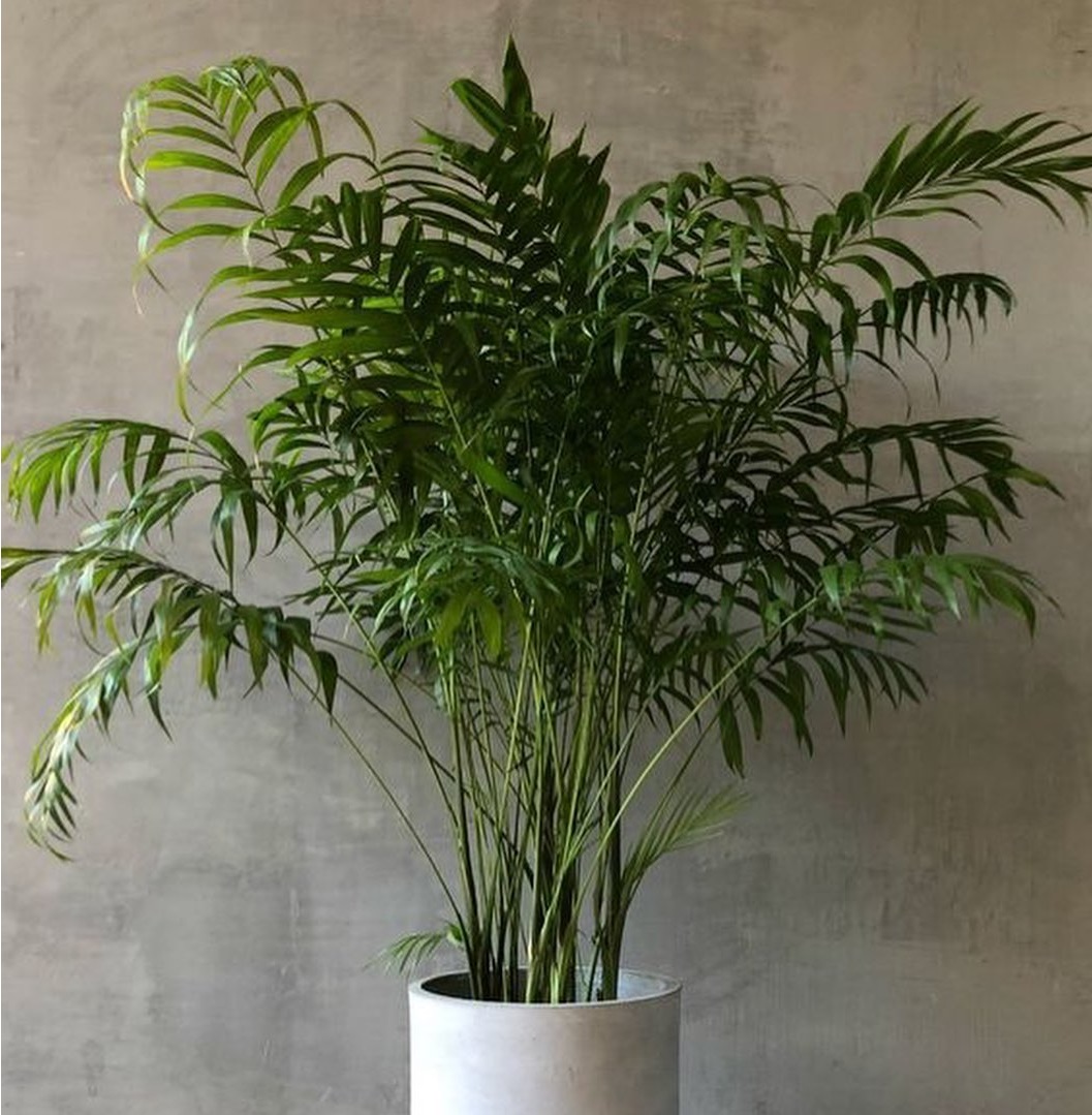The Ultimate Guide to Low to Zero Light Plants for Your Home ...