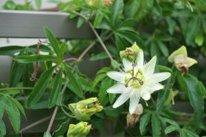 25 Best Trailing Plants For Window Boxes | Houseplant Alley
