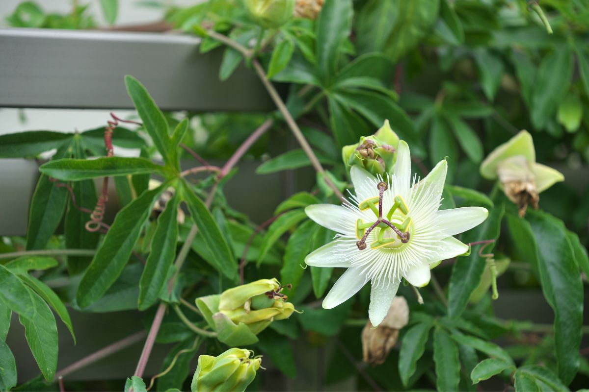 25 Best Trailing Plants For Window Boxes | Houseplant Alley