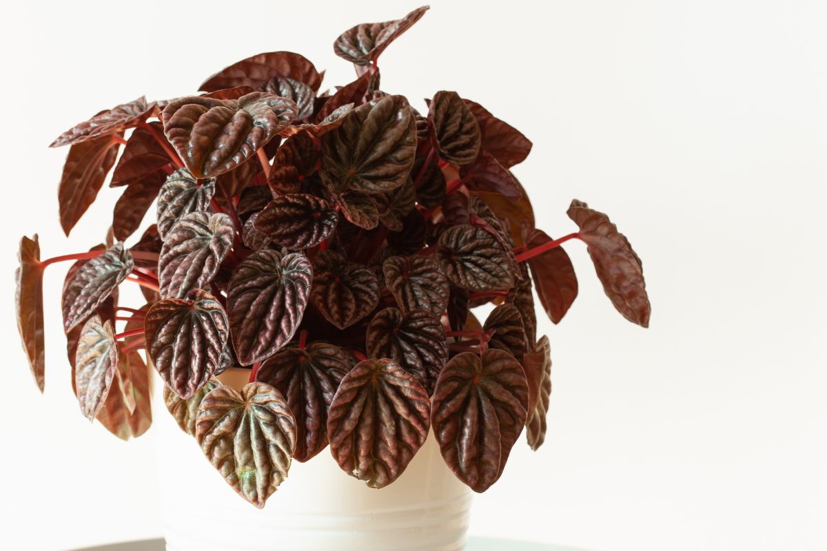 25 Best Live Plants For Reptile Terrarium | Houseplant Alley