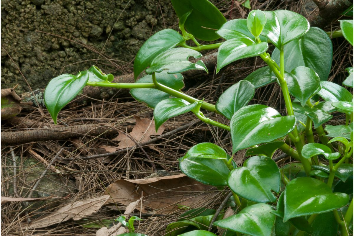 25 Best Live Plants For Reptile Terrarium | Houseplant Alley