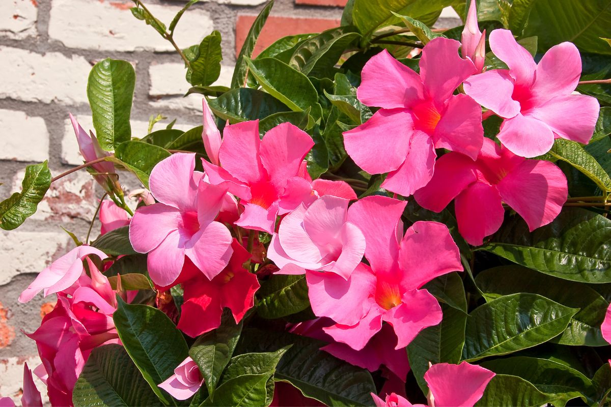 25 Best Trailing Plants For Window Boxes | Houseplant Alley