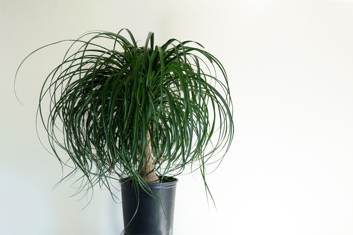 25 Best Live Plants For Reptile Terrarium | Houseplant Alley