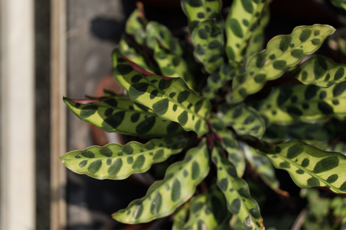 25 Best Live Plants For Reptile Terrarium | Houseplant Alley