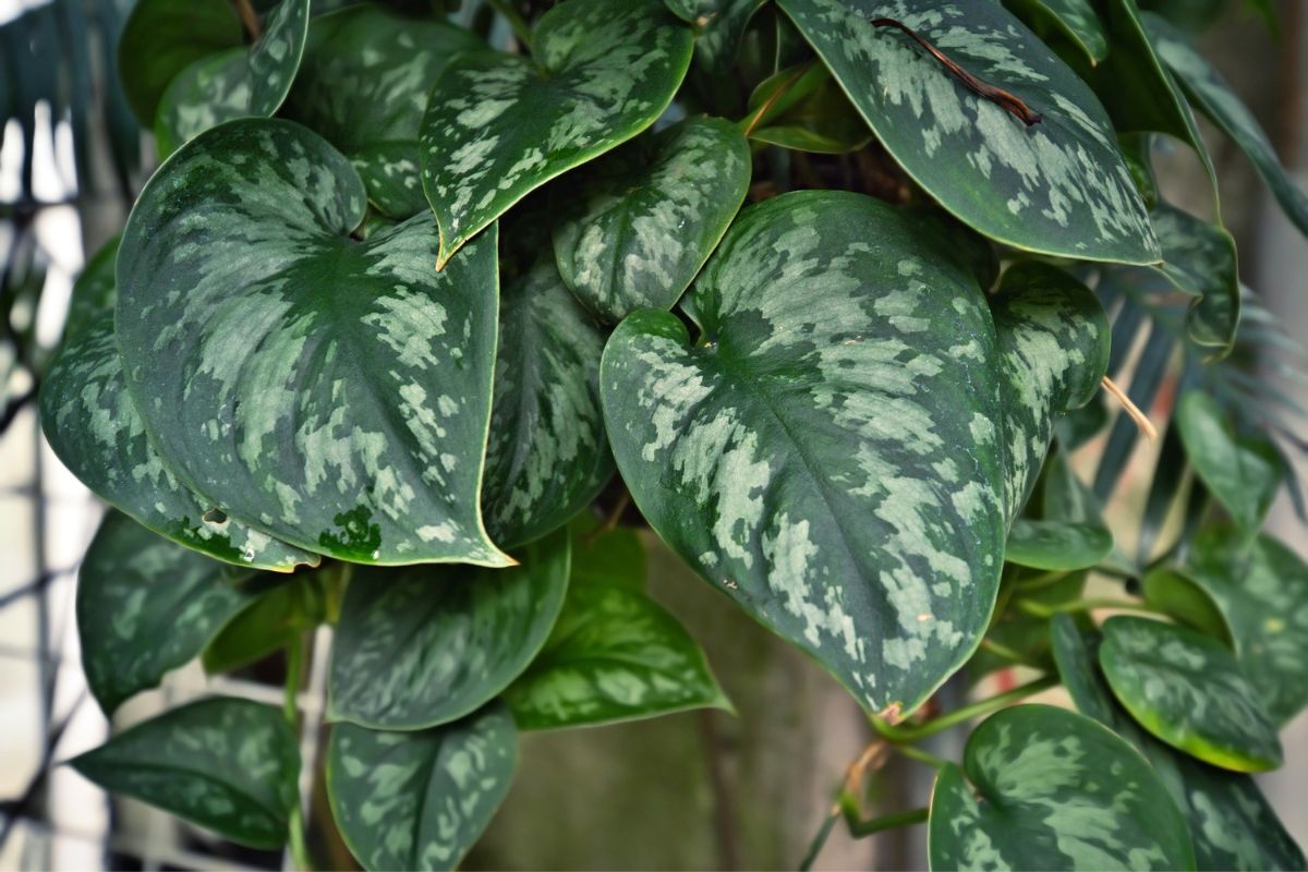 25 Best Live Plants For Reptile Terrarium | Houseplant Alley