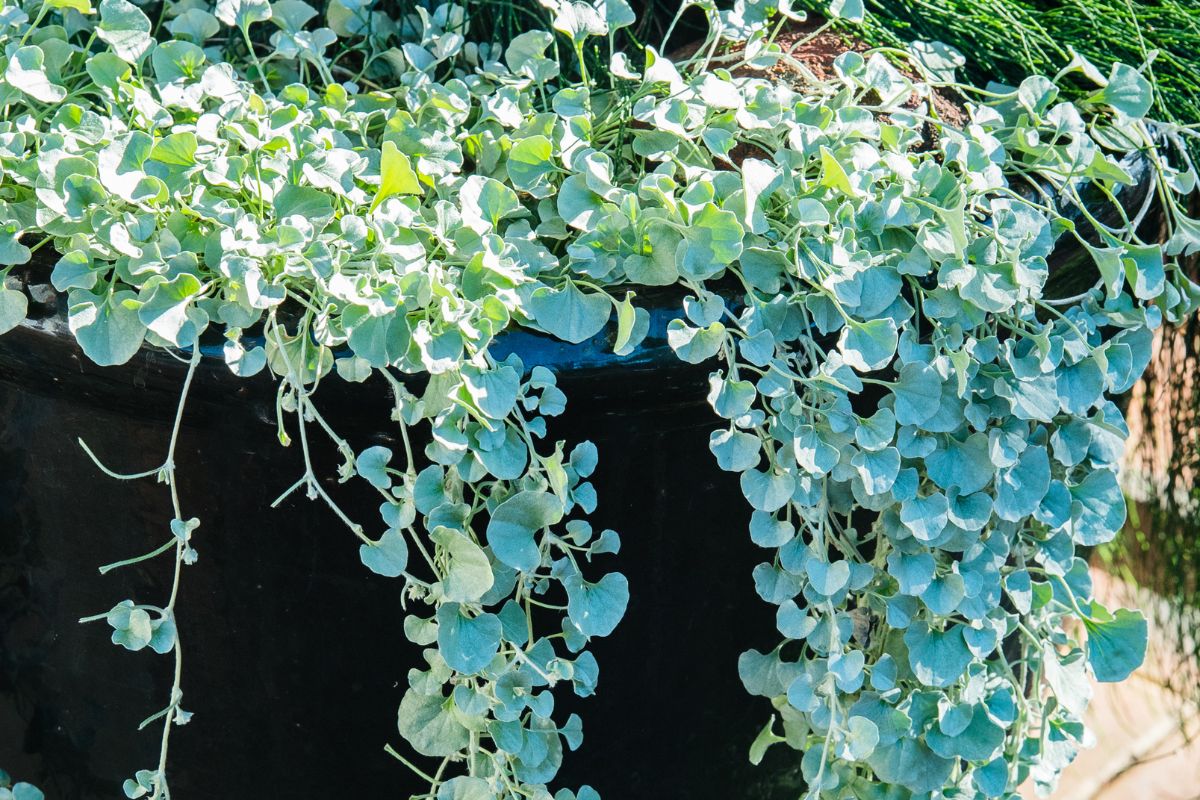 25 Best Trailing Plants For Window Boxes | Houseplant Alley