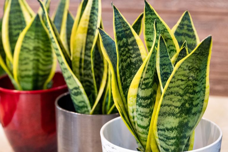 25 Best Live Plants For Reptile Terrarium | Houseplant Alley