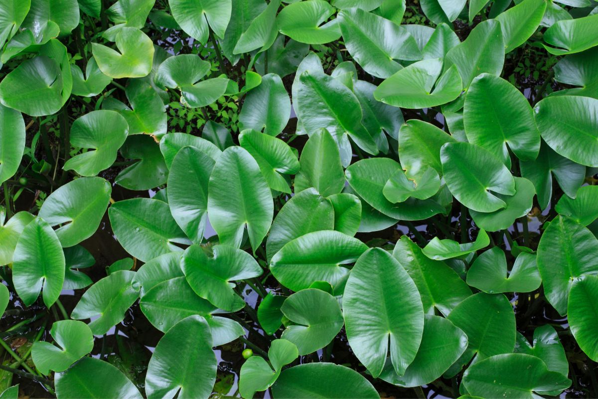 25 Best Live Aquarium Plants For Beginners | Houseplant Alley
