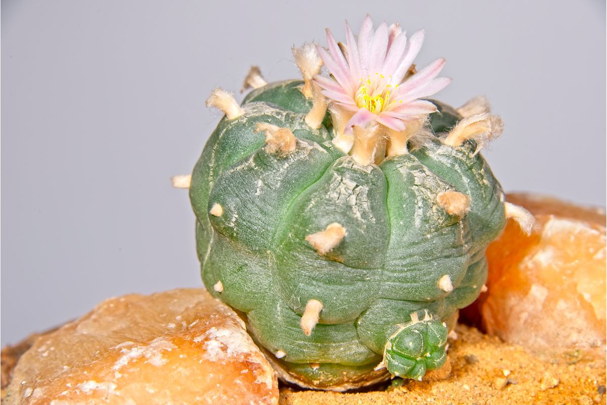 25 Best Live Plants For Reptile Terrarium | Houseplant Alley