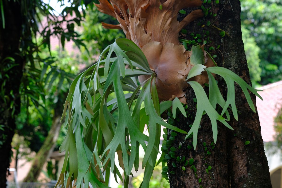 25 Best Live Plants For Reptile Terrarium | Houseplant Alley