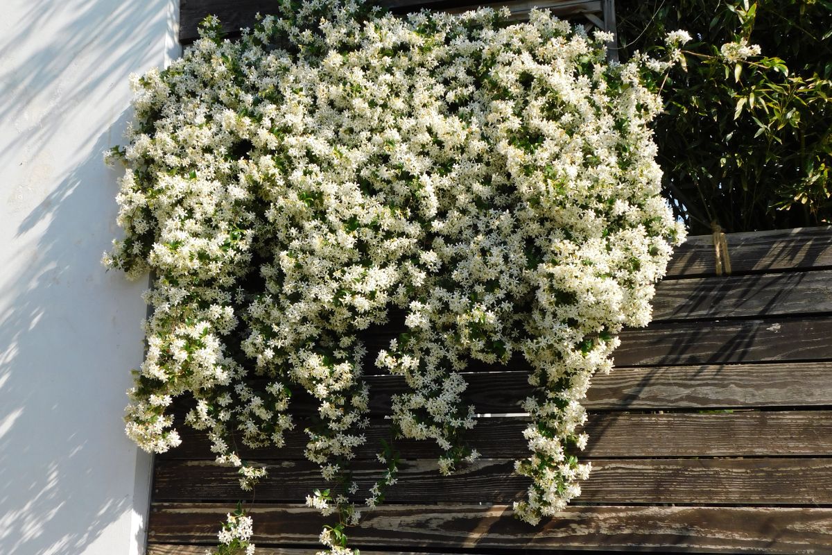 25 Best Trailing Plants For Window Boxes | Houseplant Alley