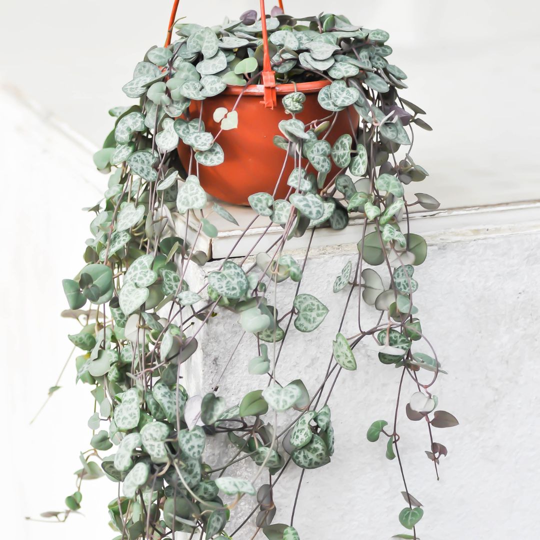 25 Best Trailing Plants For Window Boxes | Houseplant Alley