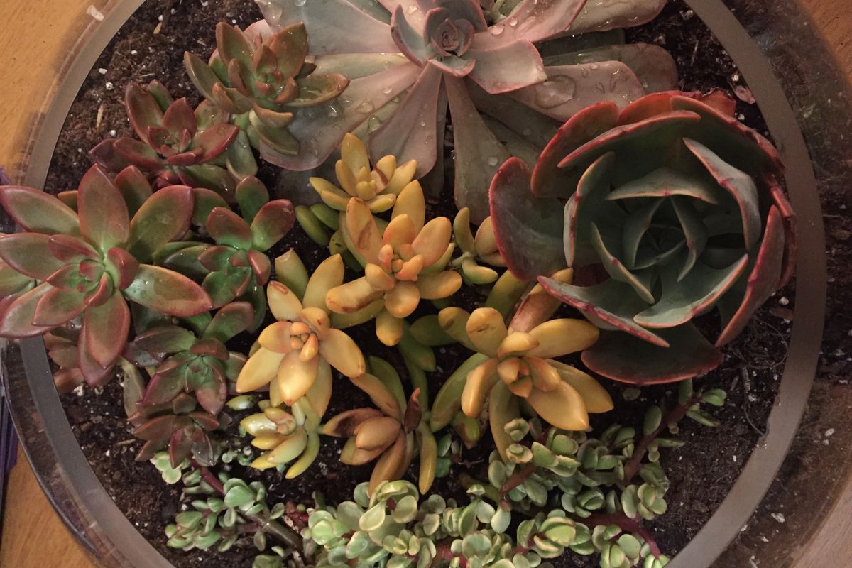 25 Best Live Plants For Reptile Terrarium | Houseplant Alley