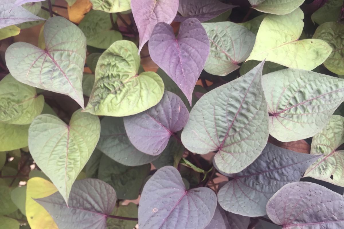 25 Best Trailing Plants For Window Boxes | Houseplant Alley