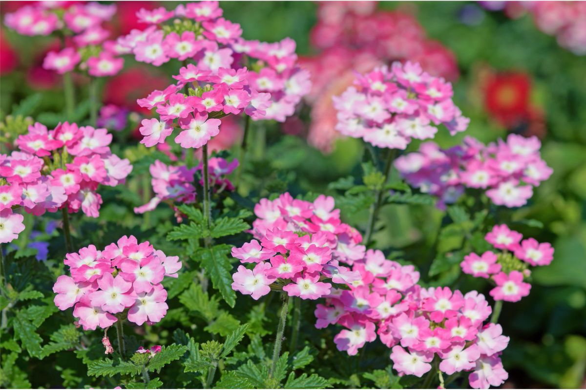 25 Best Trailing Plants For Window Boxes | Houseplant Alley