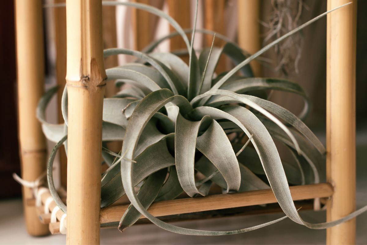 25 Best Live Plants For Reptile Terrarium | Houseplant Alley