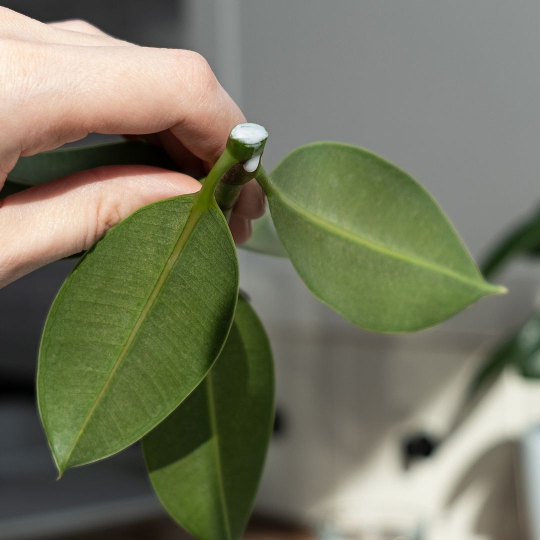 Are Rubber Plants Toxic To Humans And Pets? | Houseplant Alley