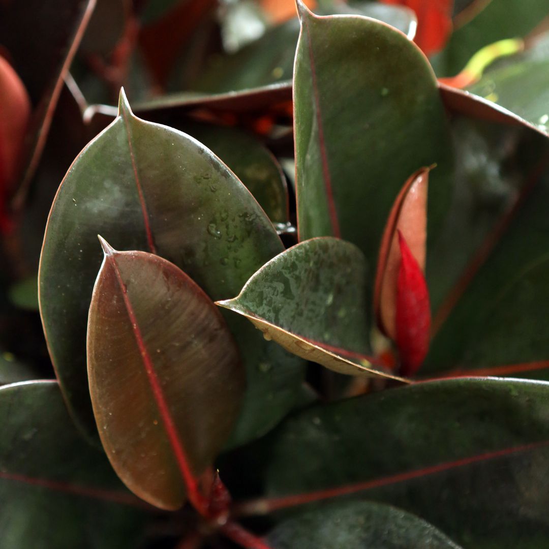 Are Rubber Plants Toxic To Humans And Pets? | Houseplant Alley