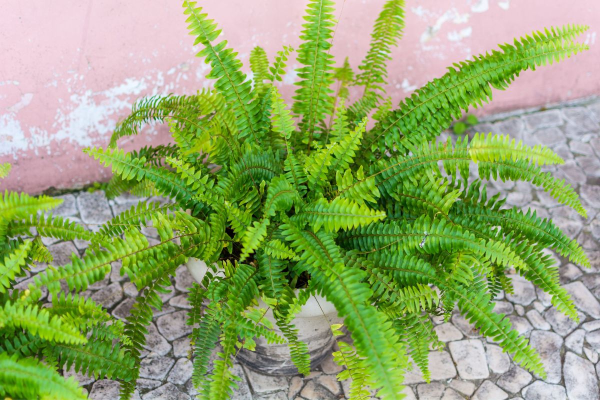 25 Best Live Plants For Reptile Terrarium | Houseplant Alley