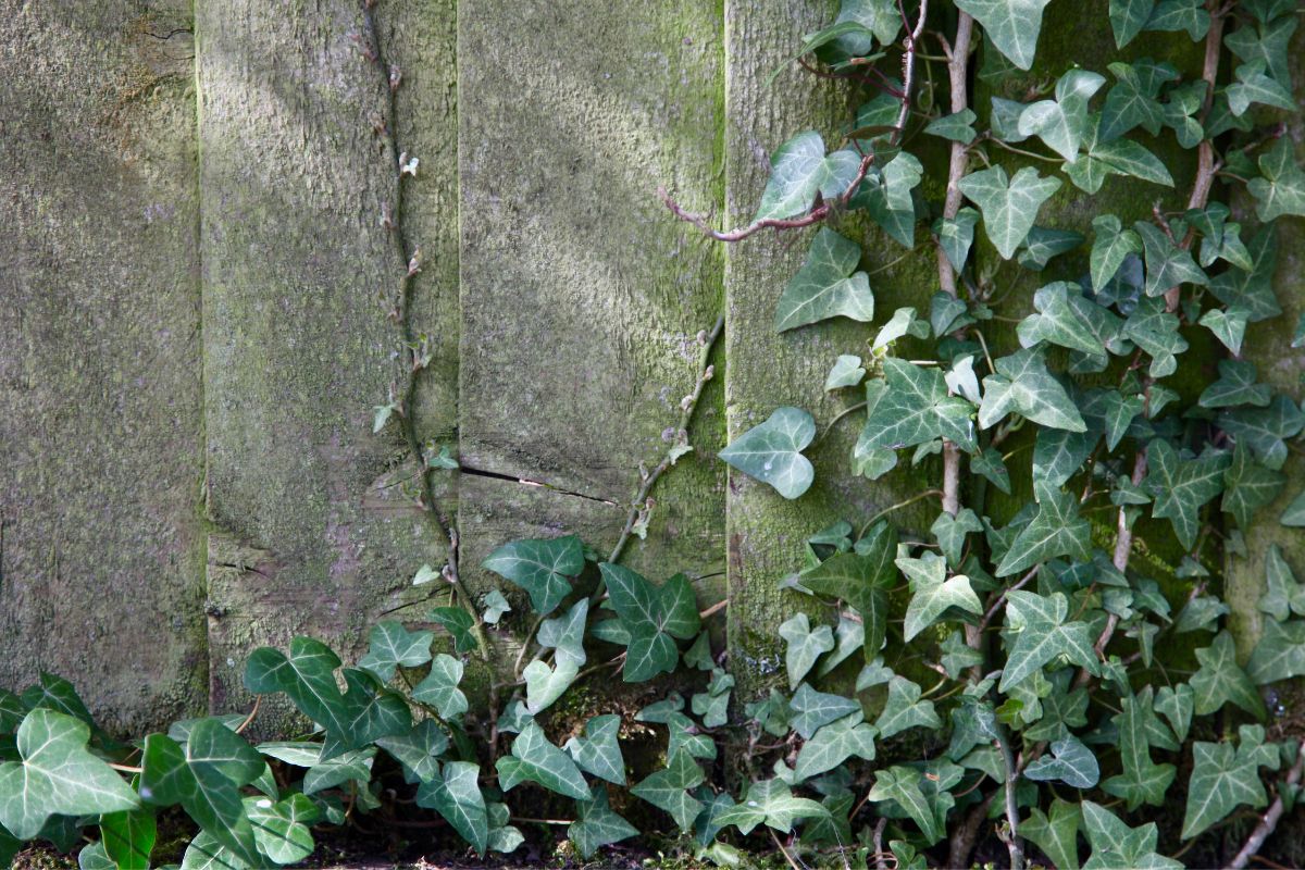 How To Grow Ivy On A Fence | Houseplant Alley
