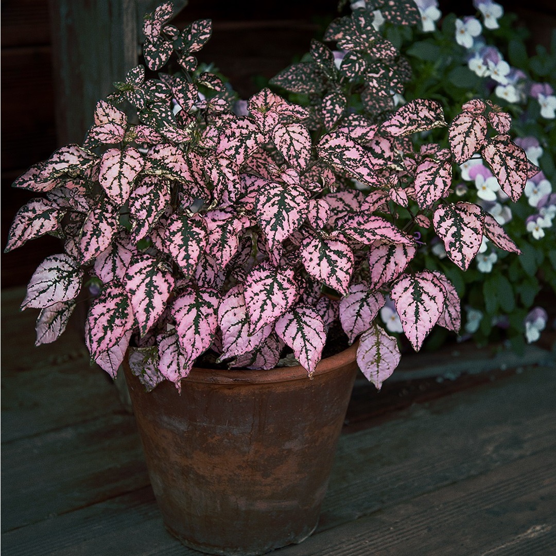 How Long Do Polka Dot Plants Live? | Houseplant Alley