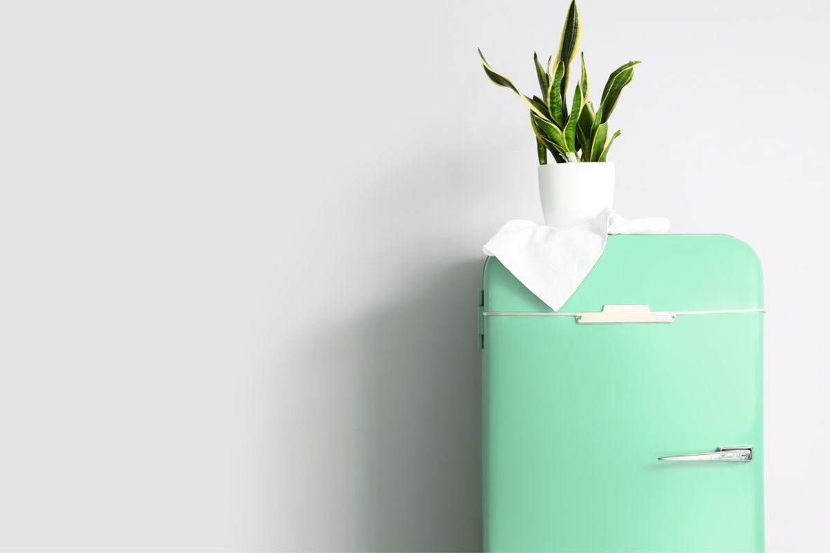How To Keep Indoor Plants Warm In Winter (6 Tips) | Houseplant Alley