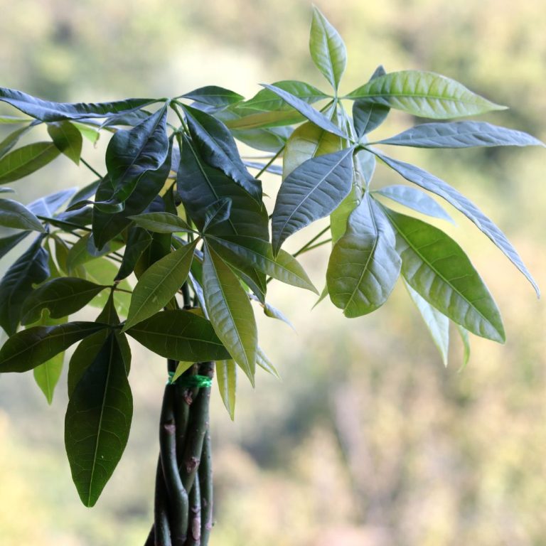 25 Different Types Of Money Plants (With Pictures) | Houseplant Alley