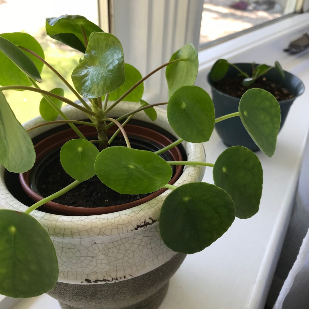 25 Different Types Of Money Plants (With Pictures) | Houseplant Alley