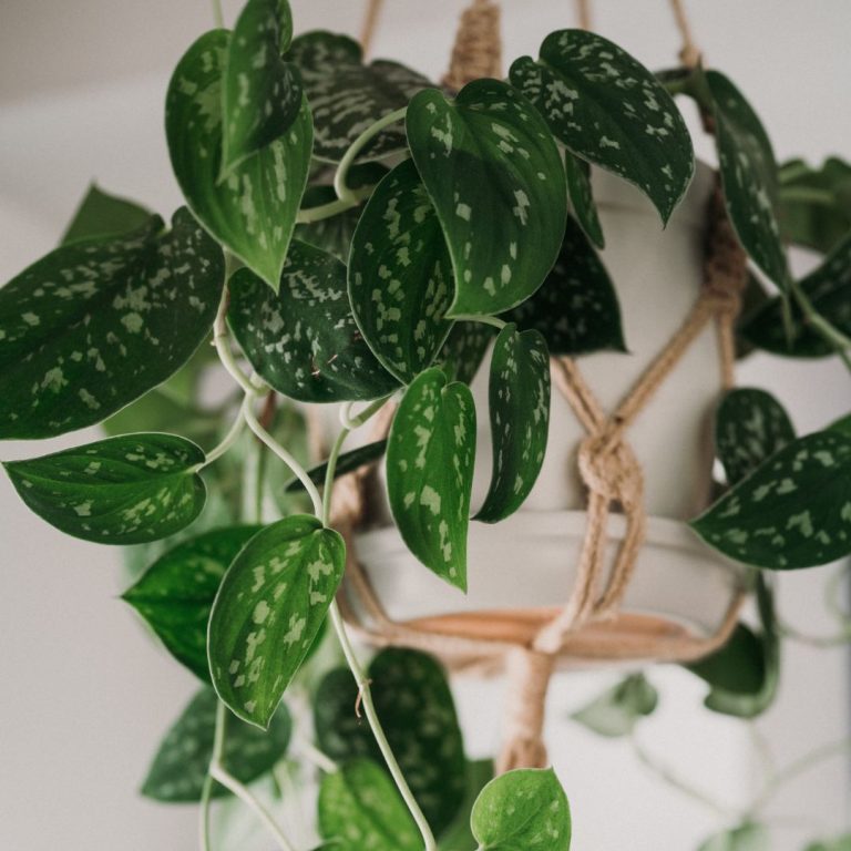 25 Different Types Of Money Plants (With Pictures) | Houseplant Alley