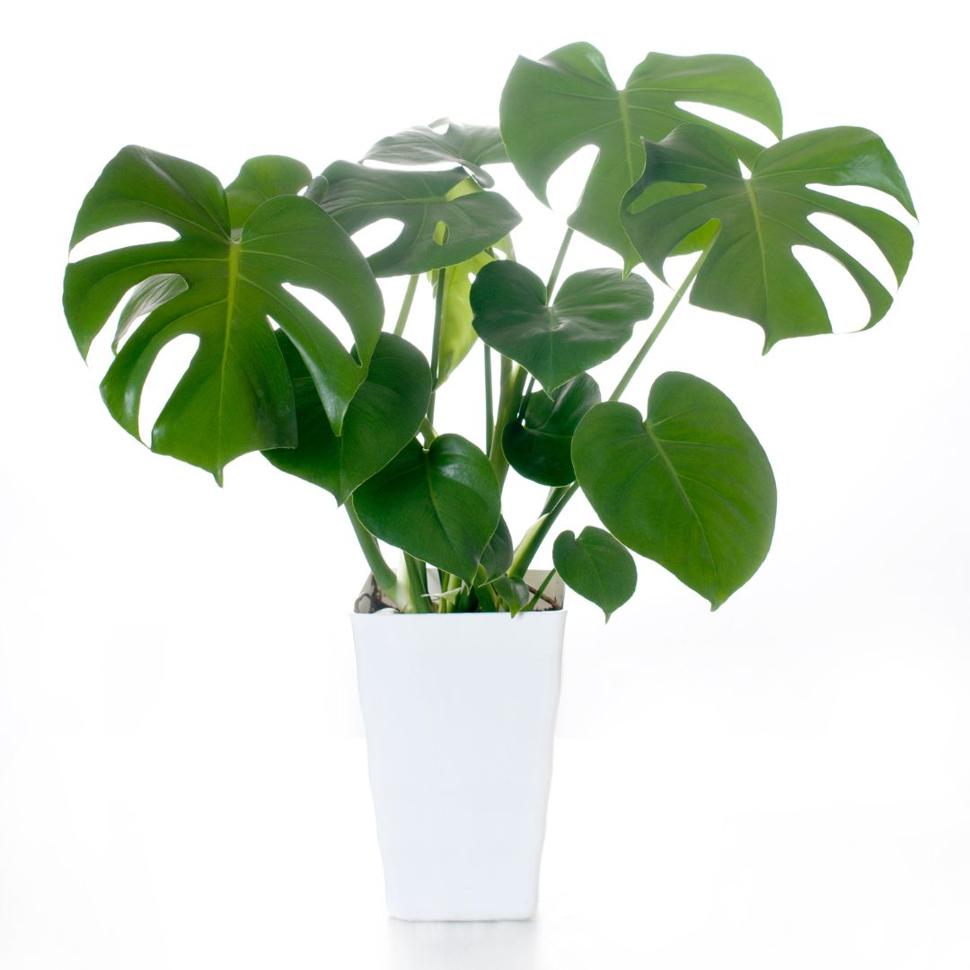 25 Different Types Of Money Plants (With Pictures) | Houseplant Alley
