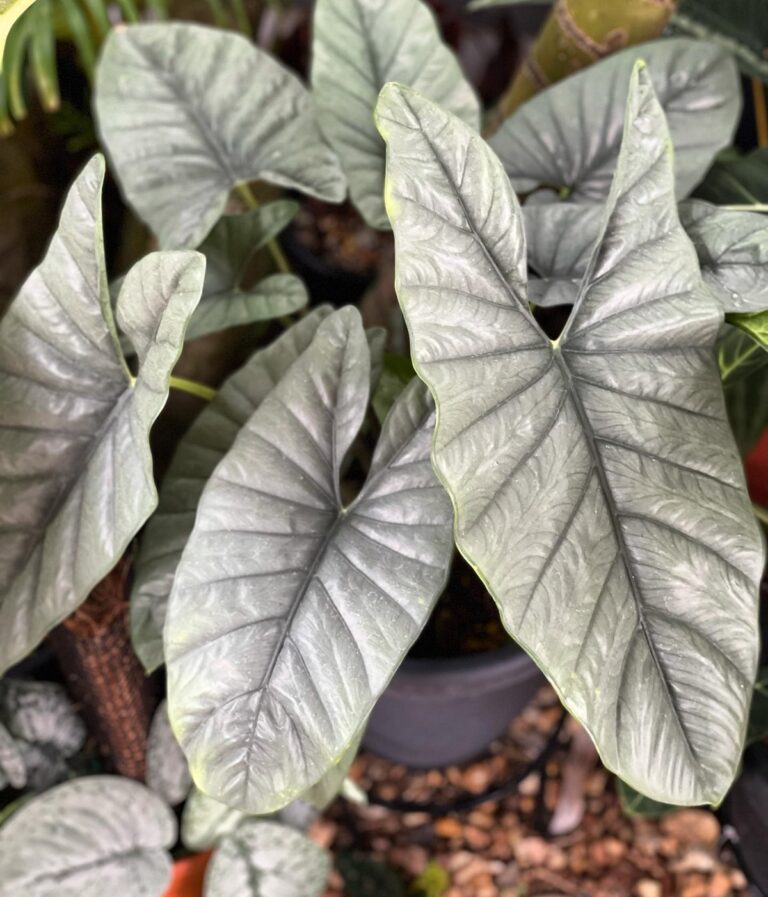 100+ Alocasia Varieties With Names and Pictures | Houseplant Alley