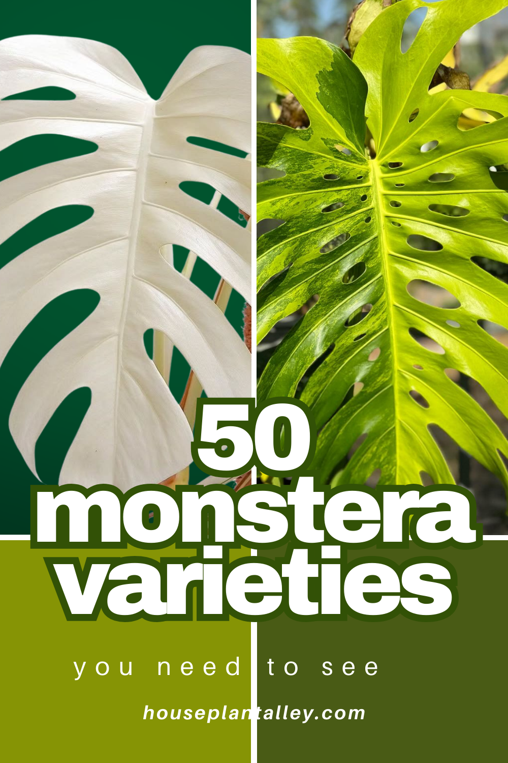 50 Different Types Of Monstera (With Pictures) | Houseplant Alley