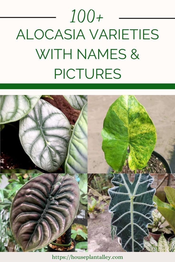 100+ Alocasia Varieties With Names and Pictures | Houseplant Alley