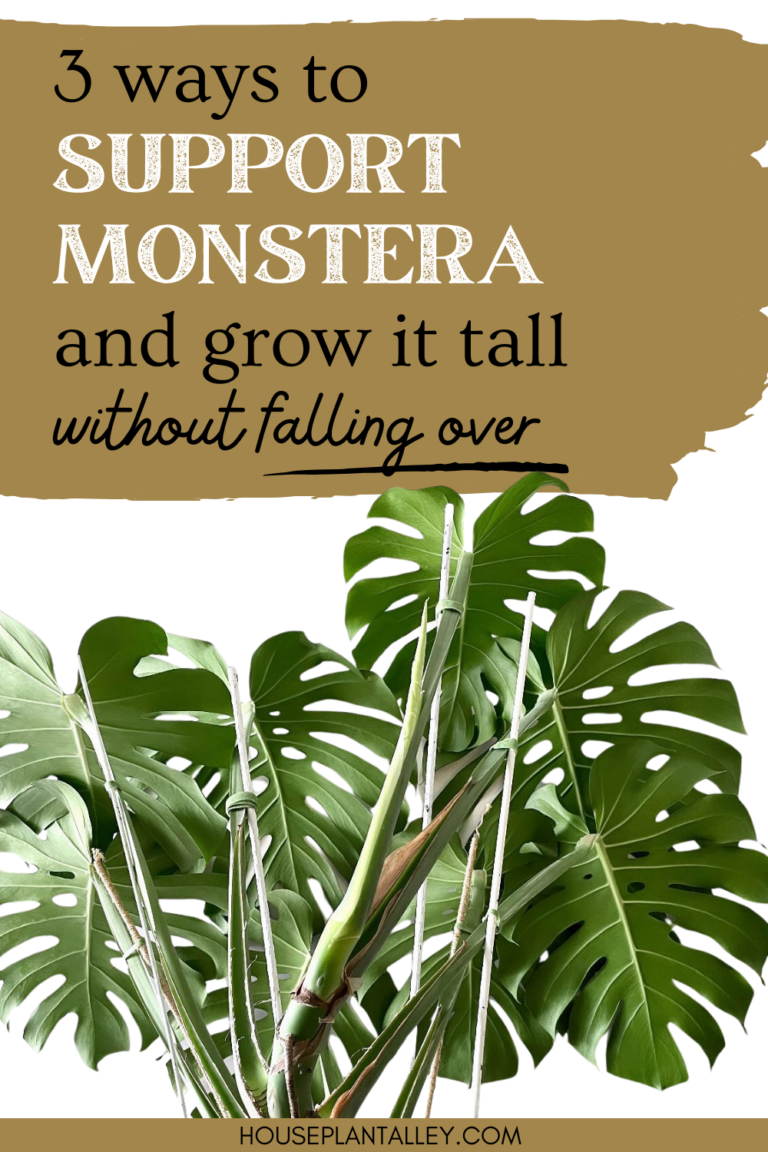 3 Ways How To Grow Monstera Upwards | Houseplant Alley