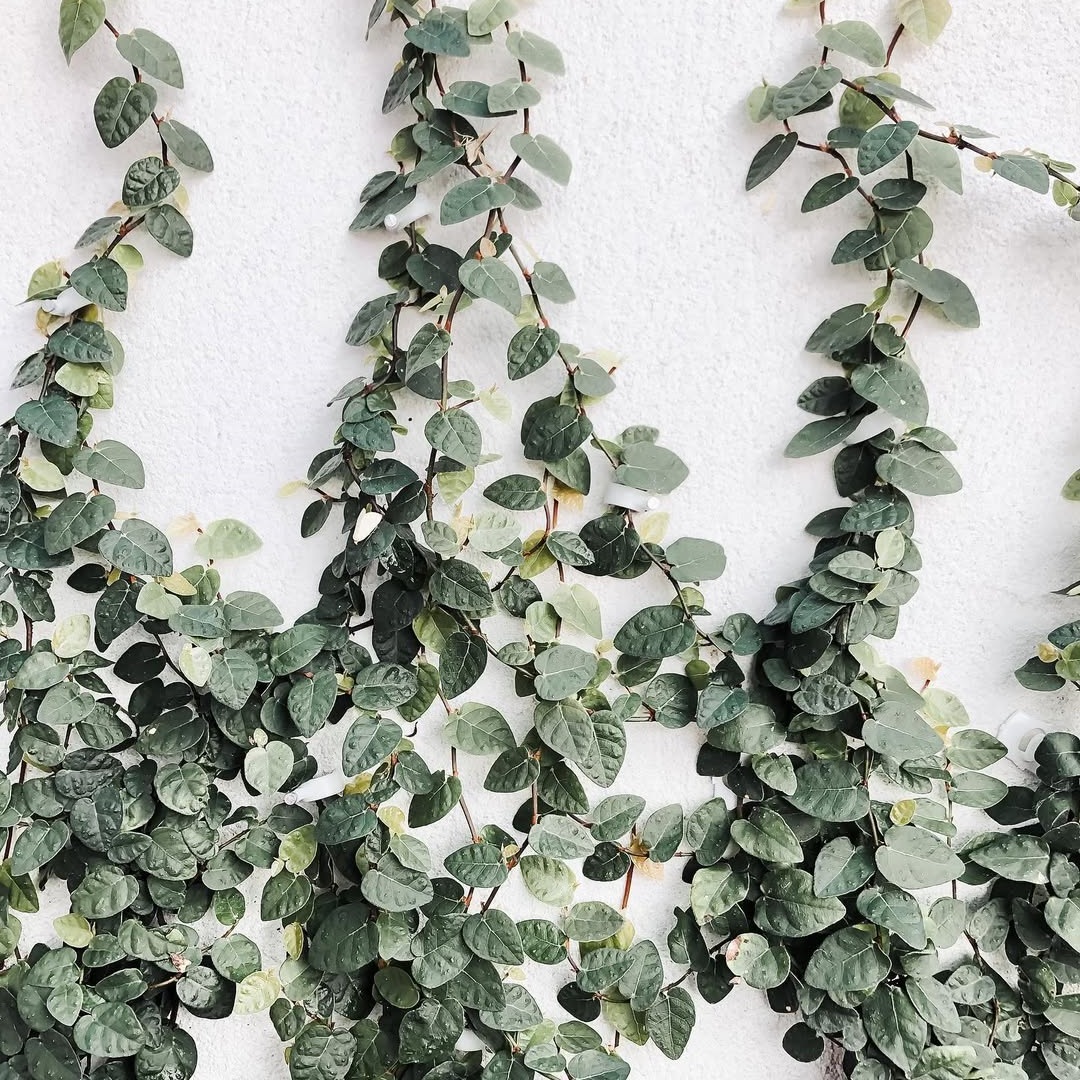 19 Types of Indoor Climbing Plants | Houseplant Alley